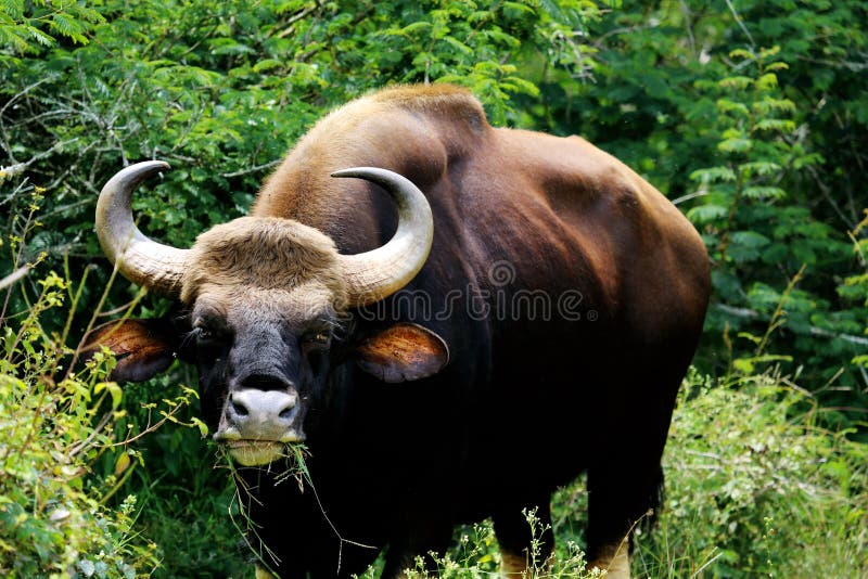 Wild Buffalo stock image. Image of grazing, nature, mammal - 37550489
