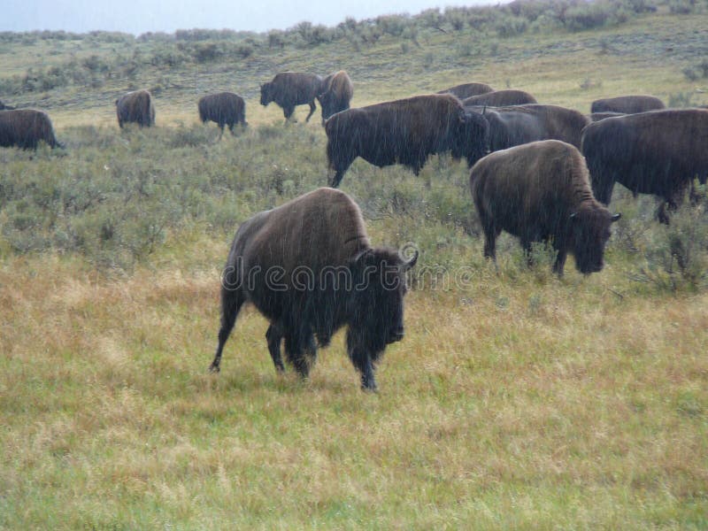 Wild Buffalo stock photo. Image of hurd, buffalo, wild - 5700516