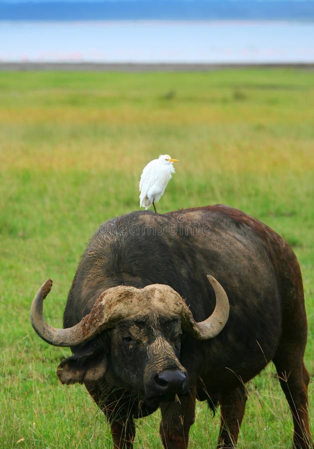 Wild Buffalo and Bird stock photo. Image of nakuru, safari - 11310736