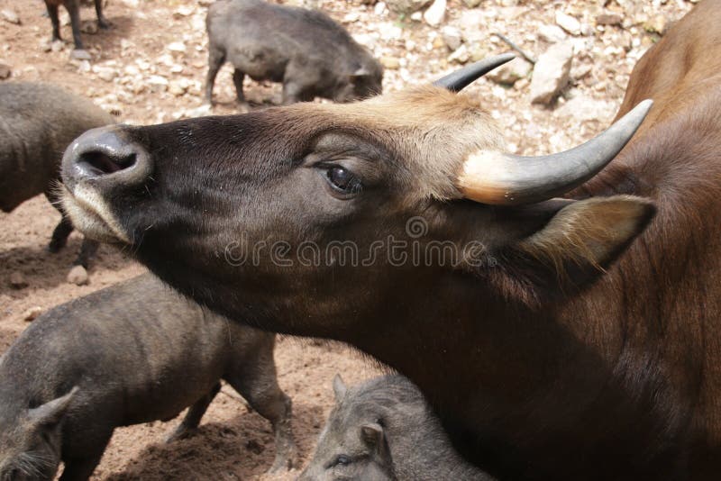 Close up Wild Buffalo stock photo. Image of nature, outdoor - 115722406