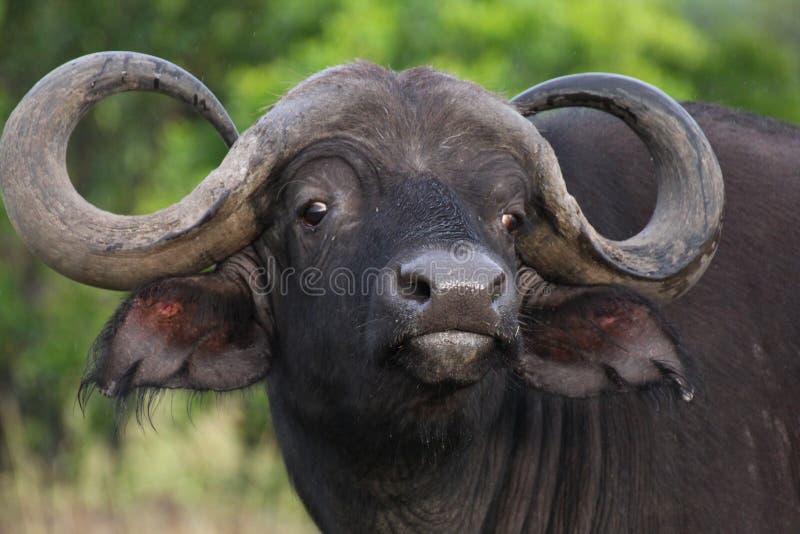 Wild Buffalo in Masai Mara, Kenya Stock Image - Image of buffalo, masai ...