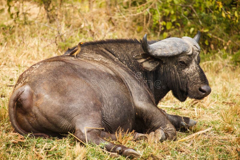Wild buffalo stock image. Image of mammal, africa, buffalo - 32784221