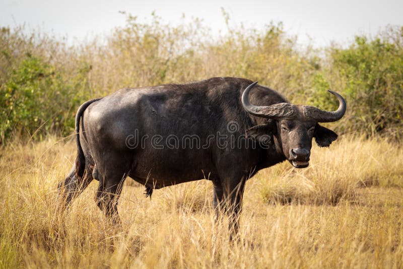 Wild Buffalo in the Uganda Grasslands Stock Image - Image of african ...