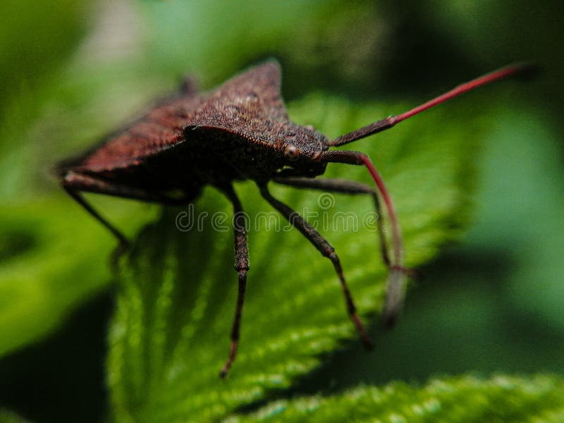 A Wild Bug Looking for Food. Stock Image - Image of camera, nature ...