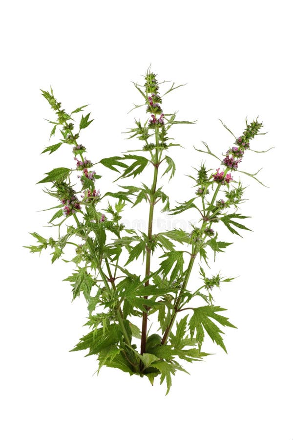 Bugle in flower stock photo. Image of green, ecology - 71945904