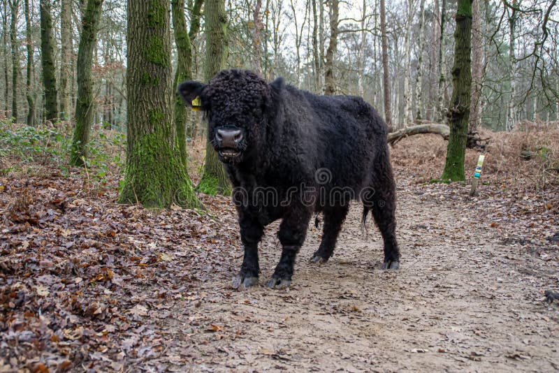 Dutch Bull stock photo. Image of beast, outside, creature - 2586736