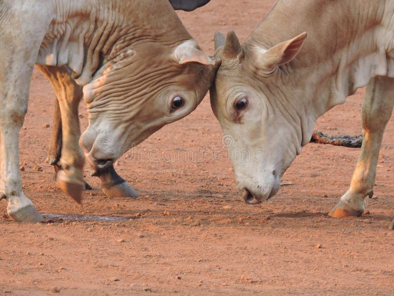 Wild bull fight animal stock photo. Image of animal - 132394680
