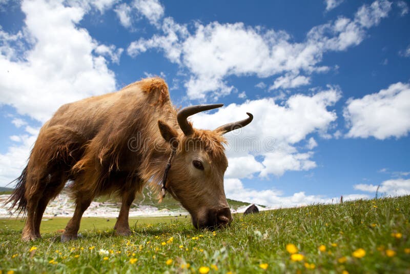 Wild bull elk bugling stock photo. Image of scenic, national - 21478186