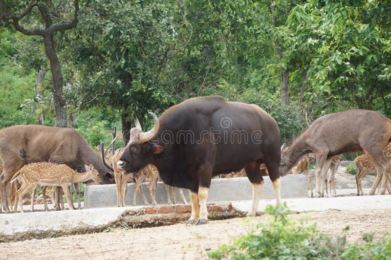 Wild bull stock image. Image of dear, wild, bull, animals - 95703621