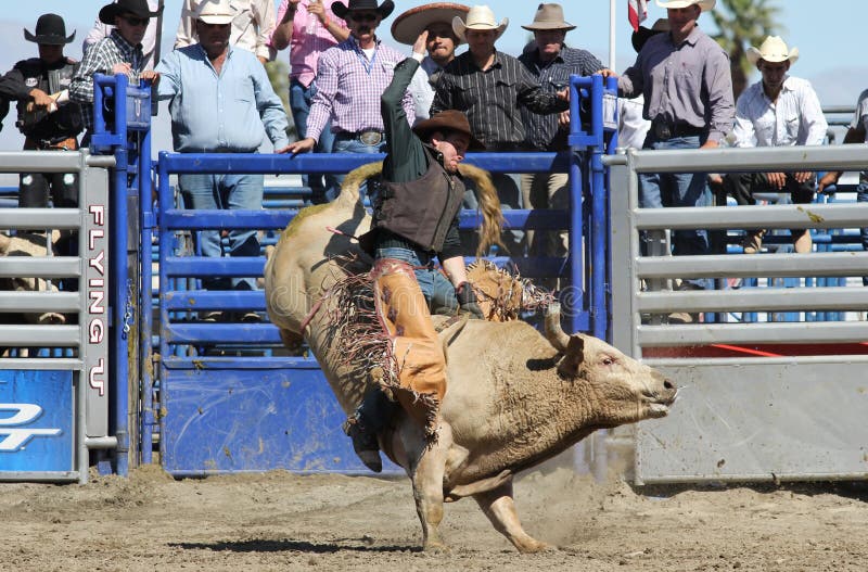 Wild Bull Rider editorial photography. Image of excitement - 19215747