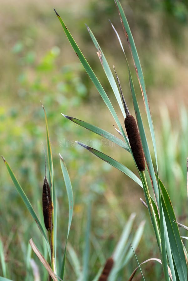 Hardstem Bulrush Stock Photos - Free & Royalty-Free Stock Photos from ...