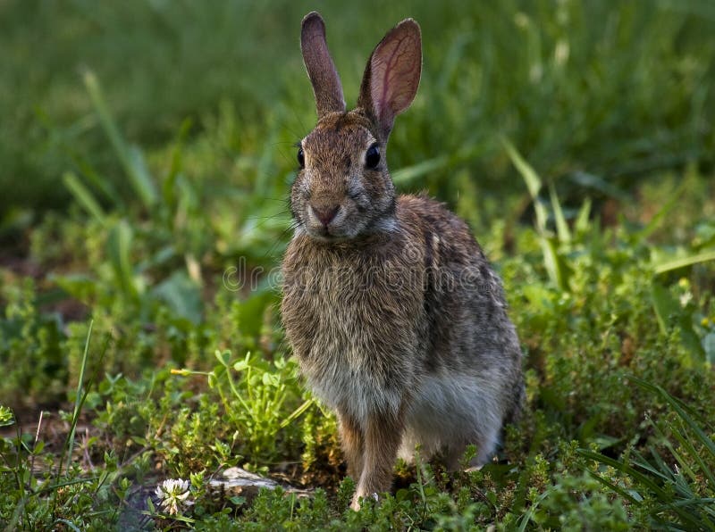 Wild Bunny stock image. Image of grass, portrait, bunny - 5806161