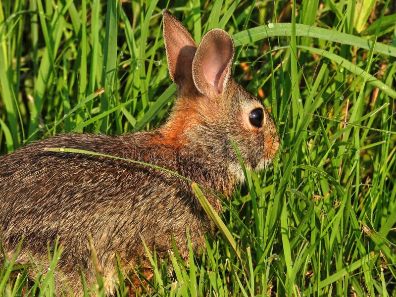 Wild Bunny Feeds on Local Grasses Cute Rabbit Stock Photo - Image of ...