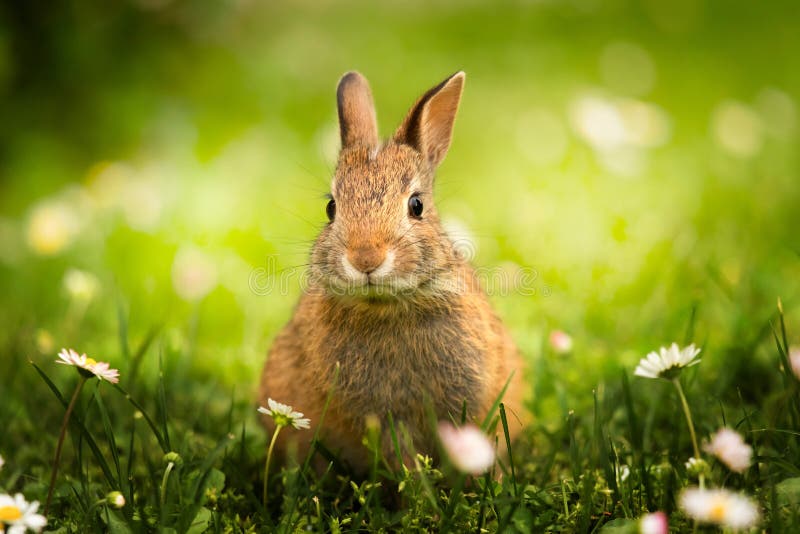 Wild bunny in the meadow stock photo. Image of beautiful - 116453728