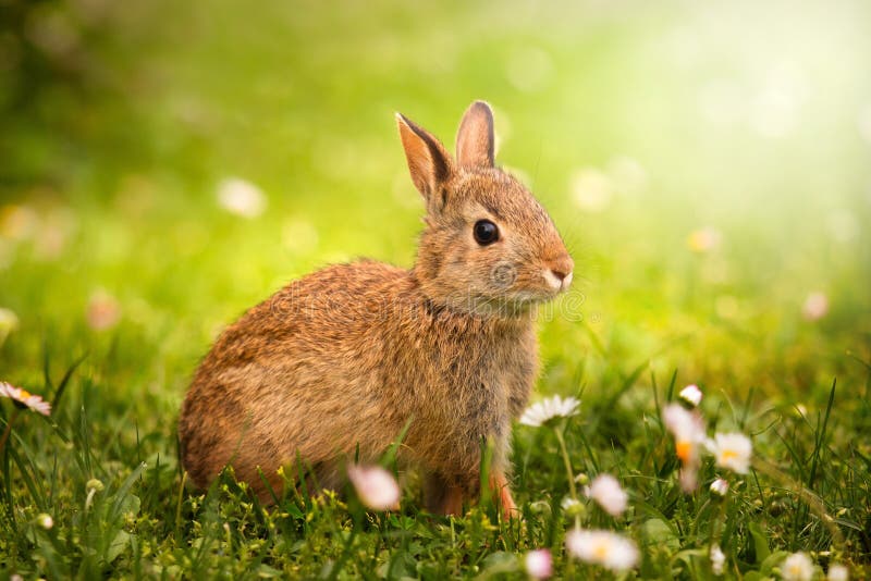Wild bunny in the meadow stock photo. Image of beautiful - 116453368