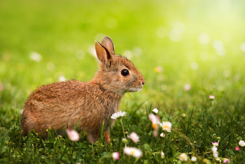 Wild bunny in the meadow stock photo. Image of beautiful - 116453368