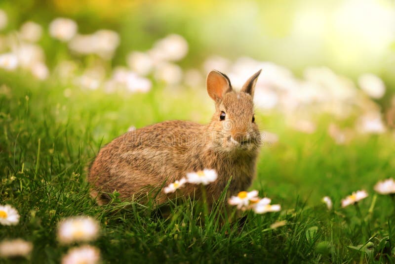 Wild bunny in the meadow stock photo. Image of beautiful - 116453368