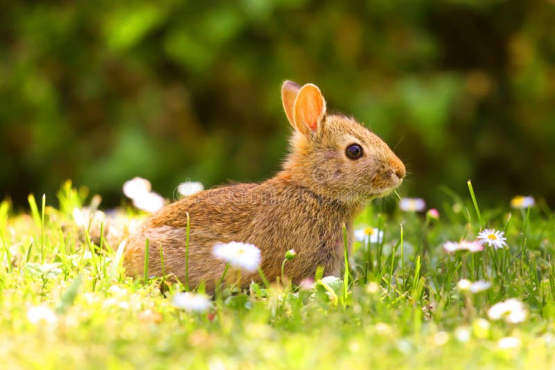 Wild bunny in the meadow stock photo. Image of beautiful - 116453368