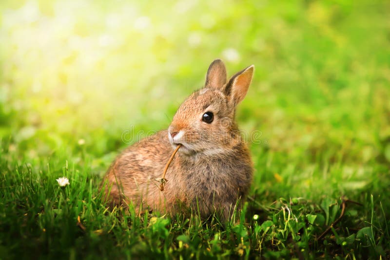 Wild bunny in the meadow stock photo. Image of beautiful - 116453368
