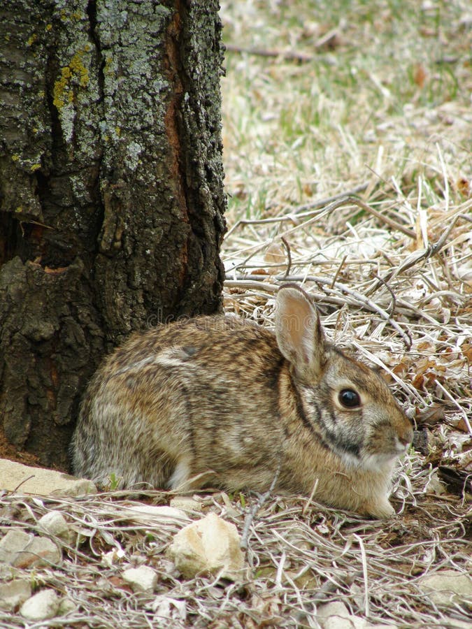 Wild bunny rabbit stock image. Image of gaze, look, lagomorpha - 44730689
