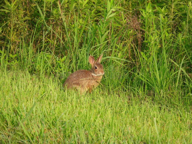 Wild Bunny Feeds on Local Grasses Cute Rabbit Stock Photo - Image of ...