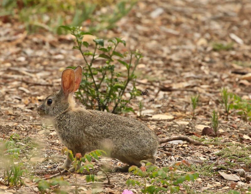 Wild bunny rabbit stock photo. Image of rabbit, ears - 72865118