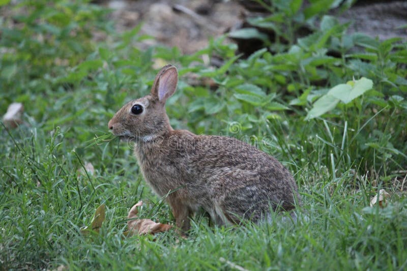 Wild bunny stock image. Image of wild, torbiere, bunny - 311068139