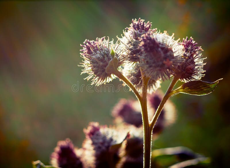 Wild bur flower at sunset. stock image. Image of field - 15339579