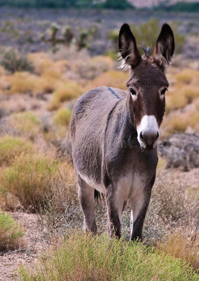 4,515 Burro Echado Stock Photos - Free & Royalty-Free Stock Photos from ...