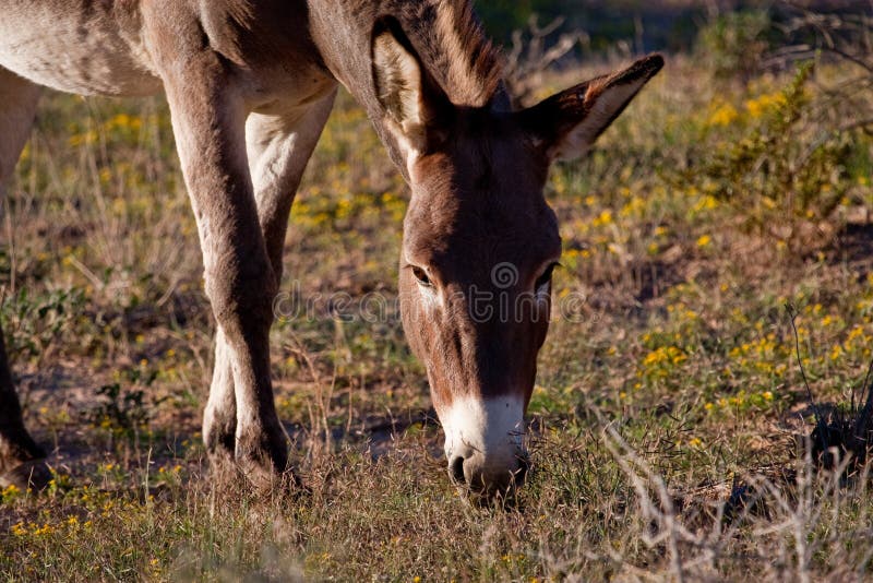 Wild Burro stock photo. Image of canyon, mussle, burro - 26688896