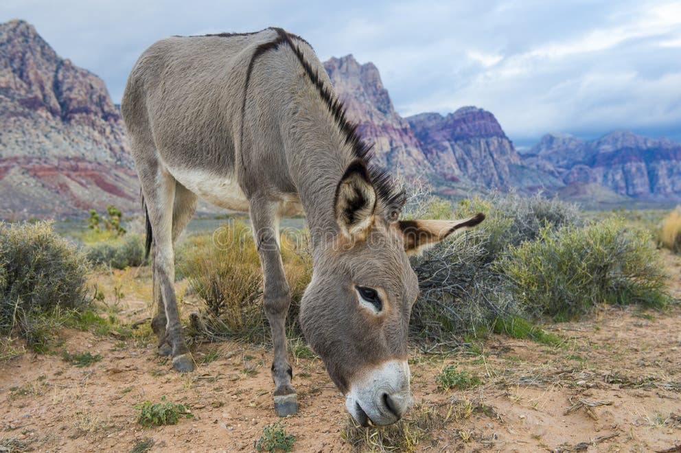 Wild burro stock image. Image of nevada, nature, mule - 28001107