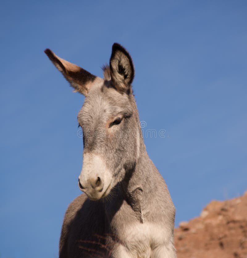 Wild Burro stock photo. Image of donkey, africanus, mammal - 37547800