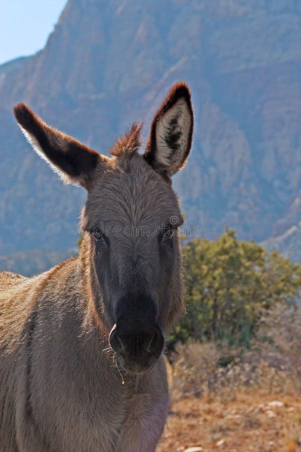 Wild Burro stock photo. Image of ears, wild, long, desert - 505558