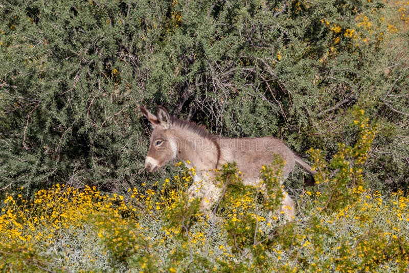 Wild Burro in Spring in the Desert Stock Image - Image of pleasant ...
