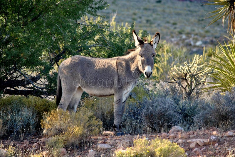 Wild Burro in the Desert stock photo. Image of trees - 22255432