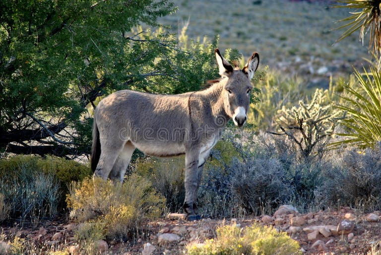 Wild Burro in the Desert stock photo. Image of trees - 22255432