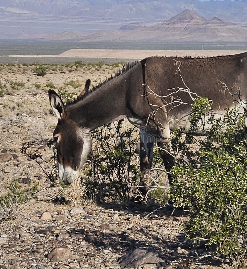 Wild burro in the desert stock image. Image of sagebrush - 300721971