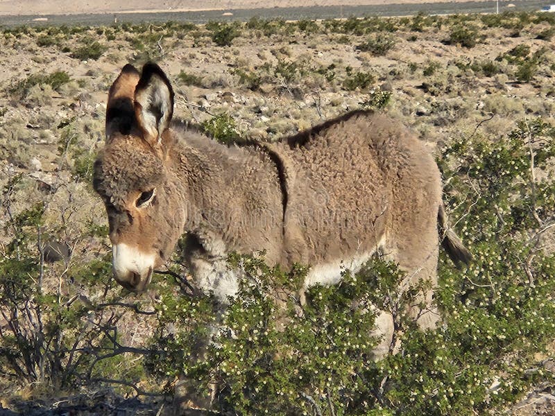 Wild burro in the desert stock image. Image of sagebrush - 300722133