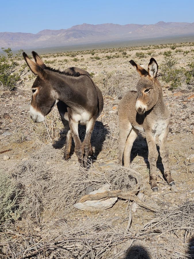 Wild burro in the desert stock photo. Image of sagebrush - 300722226