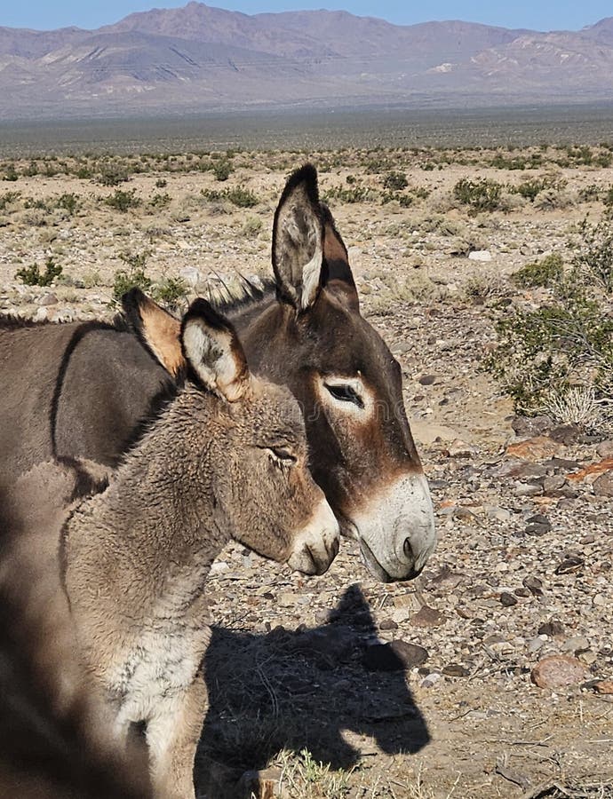 Wild burro in the desert stock image. Image of donkeys - 300722275