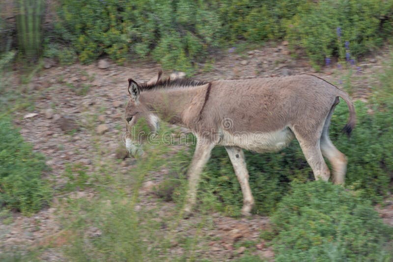 Wild Burro in the Desert stock photo. Image of mammal - 139090302