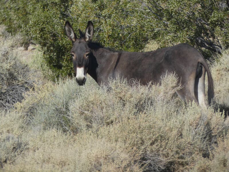 Wild burro in the desert stock photo. Image of brush - 300721830
