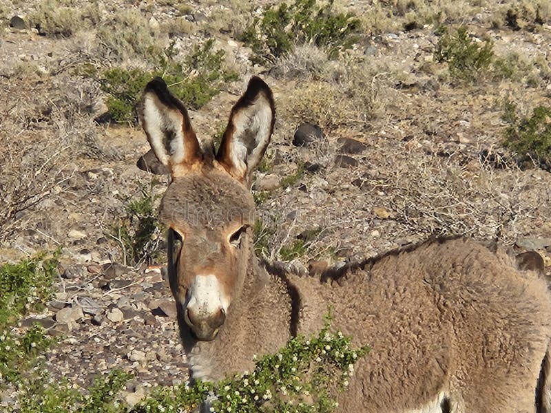 Wild burro in the desert stock image. Image of brush - 300721863