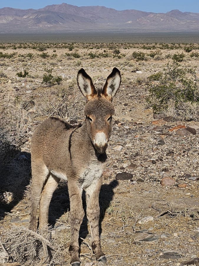 Wild burro in the desert stock image. Image of sagebrush - 300722207