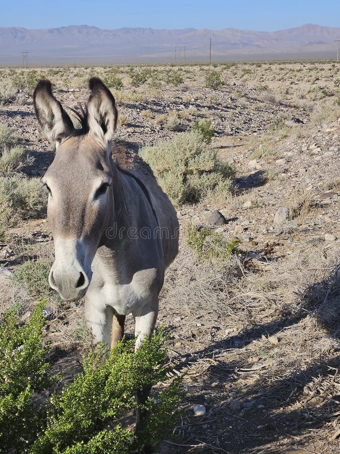 Wild burro in the desert stock image. Image of burro - 300722385