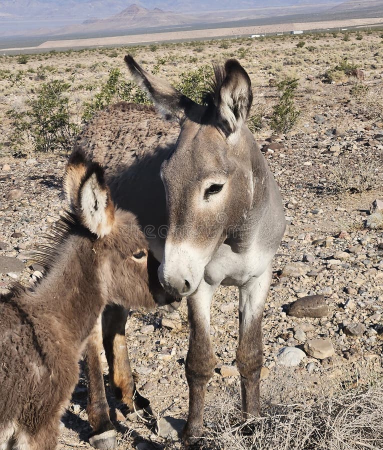 Wild burro in the desert stock image. Image of donkey - 300722479