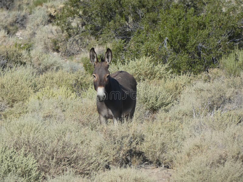 Wild burro in the desert stock image. Image of donkey - 300722931
