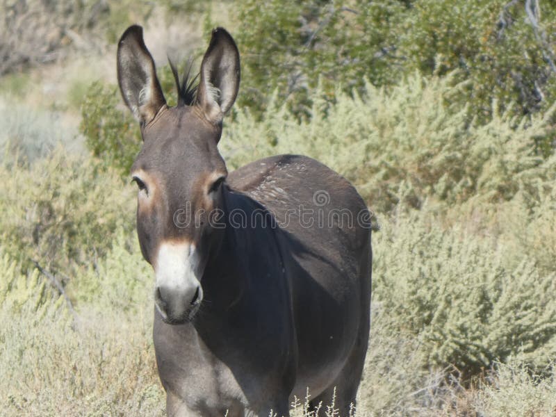 Wild burro in the desert stock image. Image of donkey - 300722991