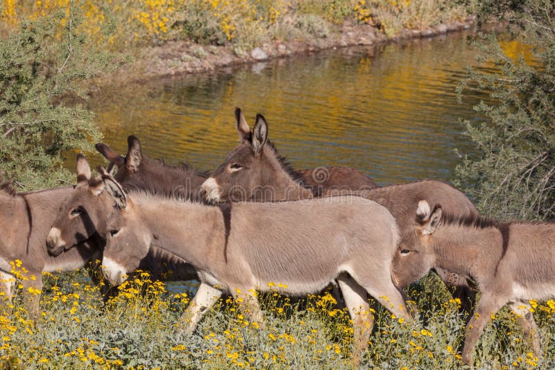 Wild Burro Herd in Arizona stock photo. Image of lake - 89668642
