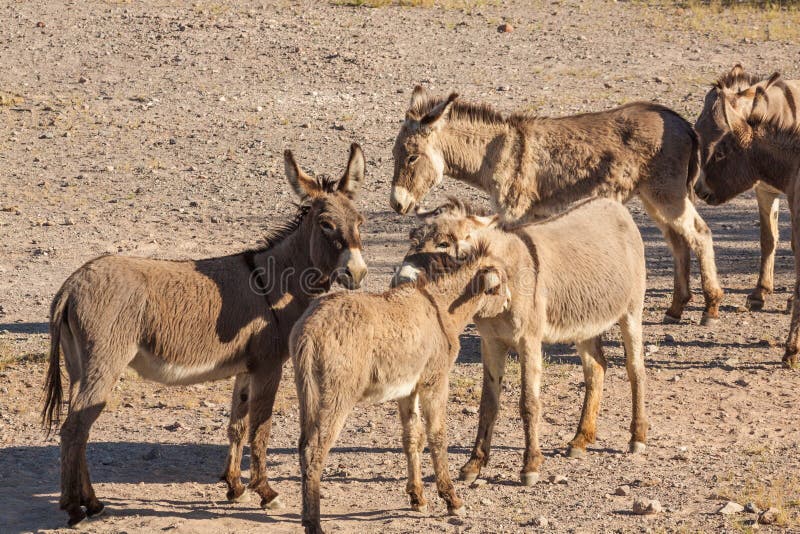 Wild Burro Herd stock image. Image of arizona, animal - 89101631